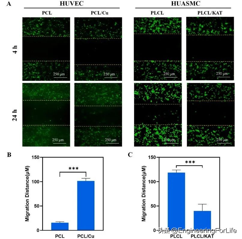 《Bioact Mater》：具有按需提供NO和H2S釋放能力的雙層血管移植物 - 資訊咖