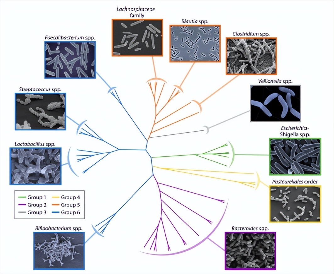 See the old with the small?Intestinal flora colonization in early life ...