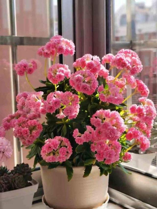 Seven kinds of foreign flowers, suitable for growing now, put them in ...