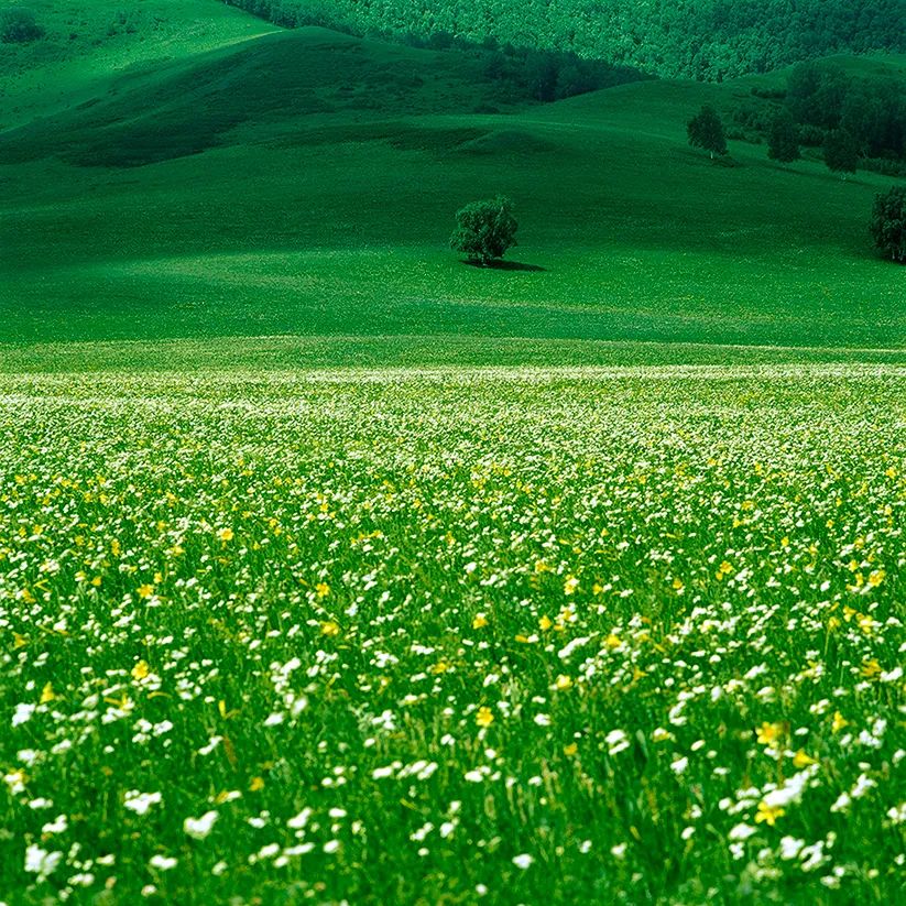 Bashang Grassland Heaven, Earth and Nature—Appreciation of Yang Jianbo's Photographic Works - iNEWS