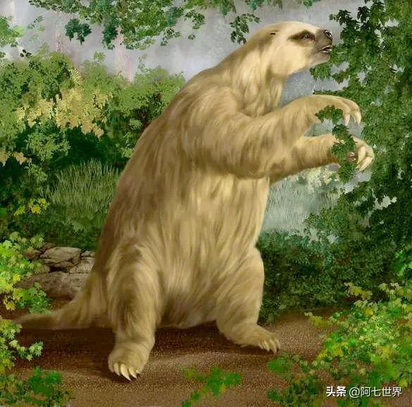 Prehistoric heavyweight boxer ~ giant ground sloth, standing up to five ...