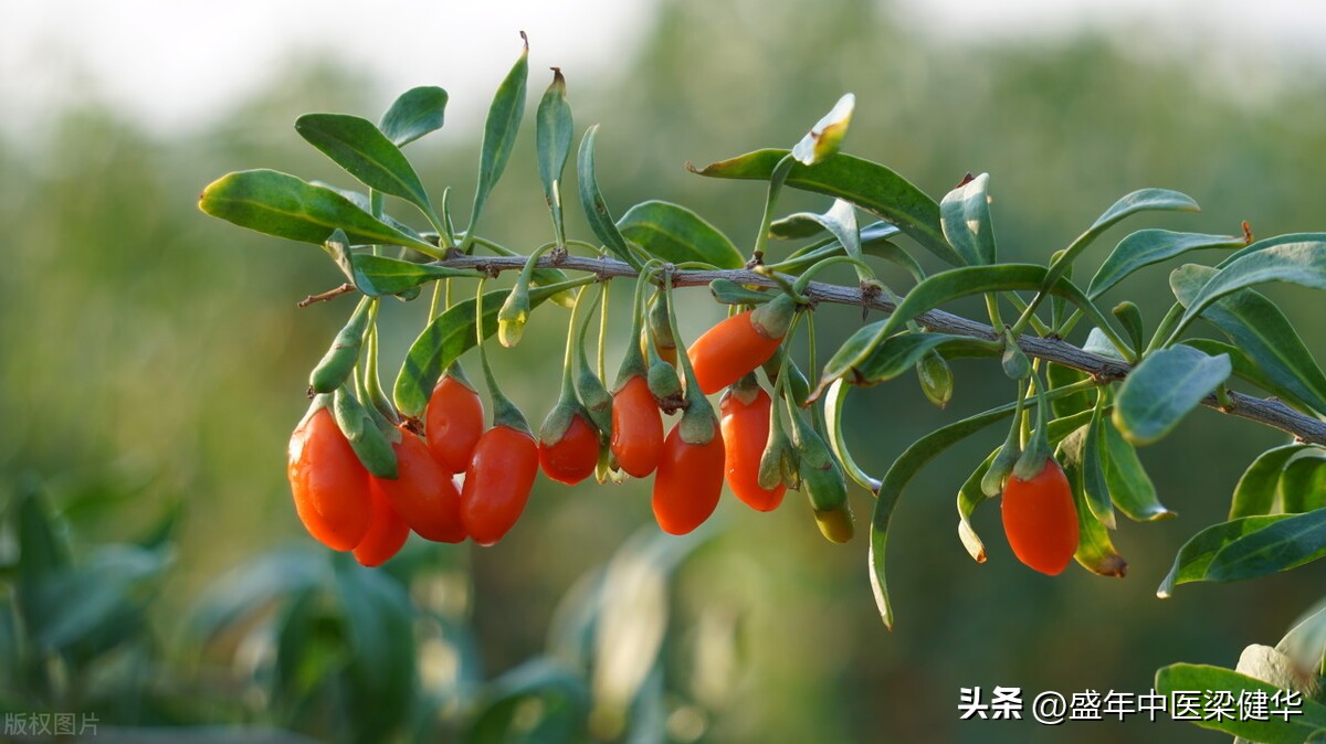 From the perspective of traditional Chinese medicine, it introduces the ...