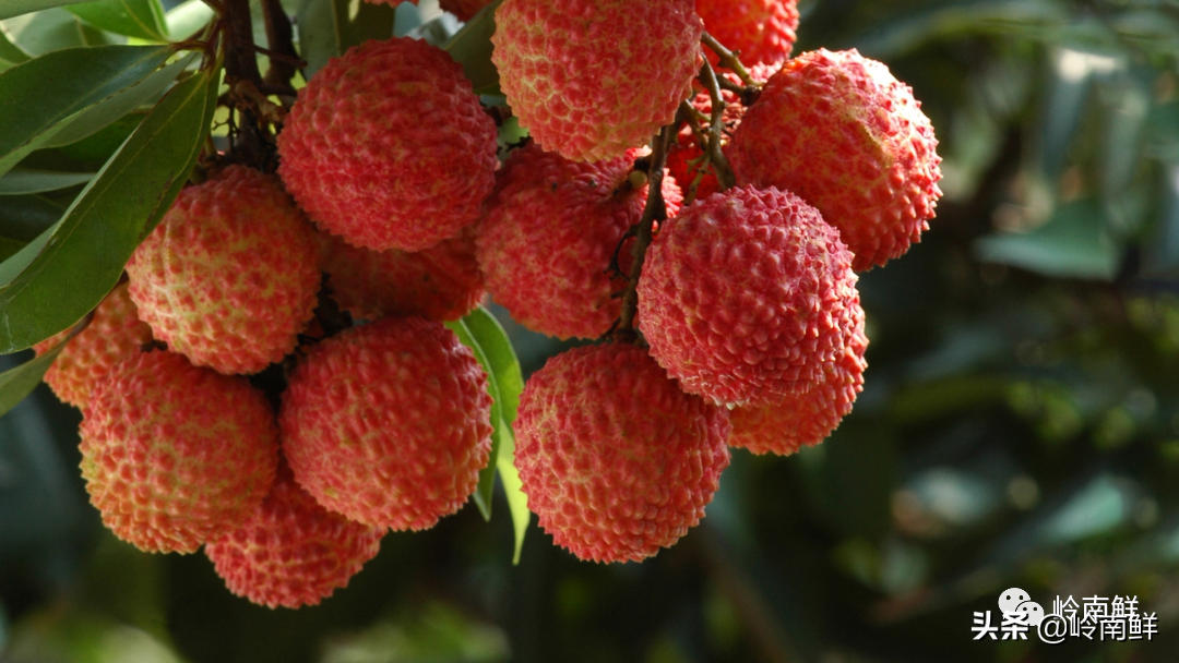 Where is the best lychee in China - iNEWS