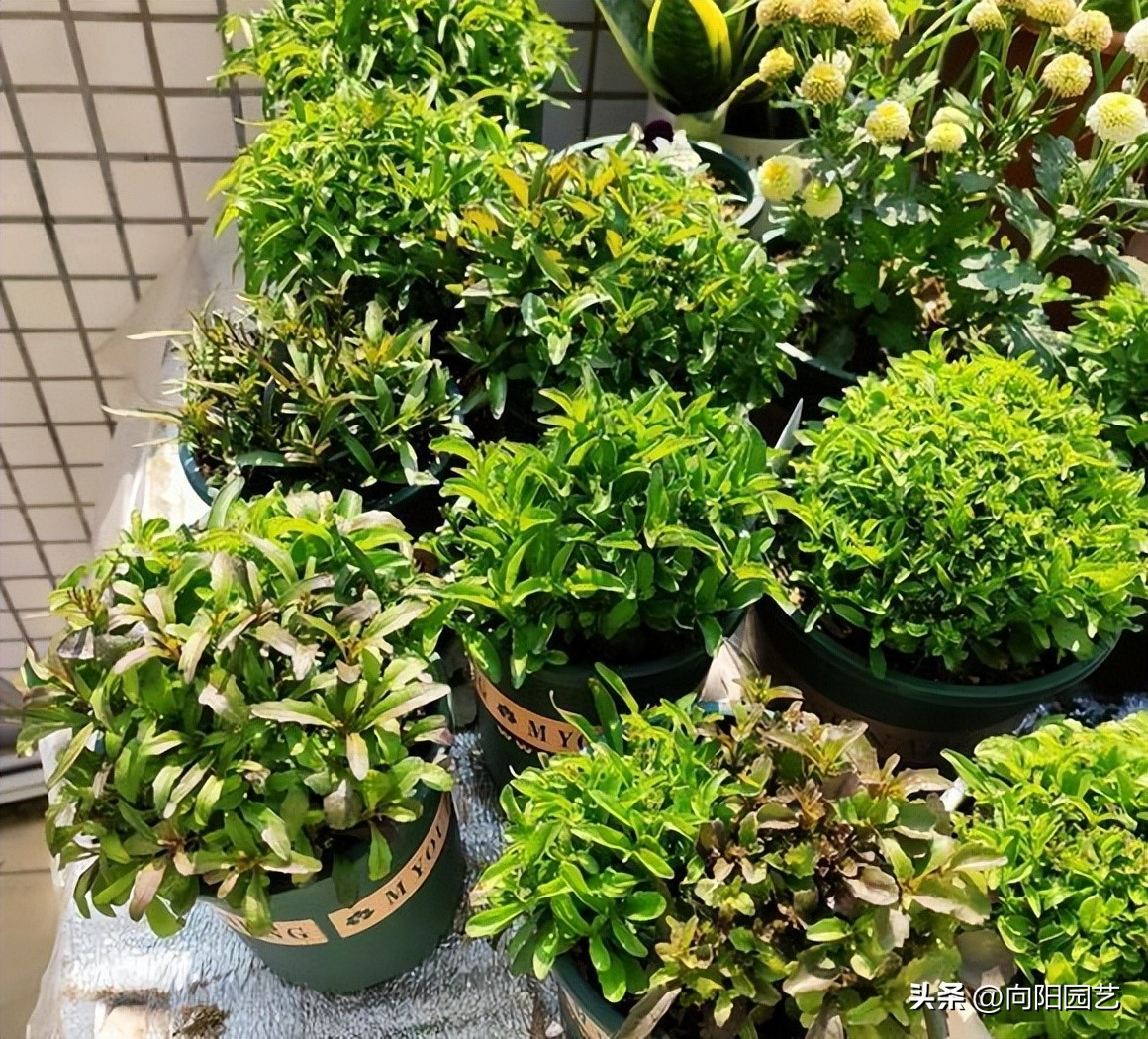 You don't need to raise too many plants, just one or two pots is enough ...