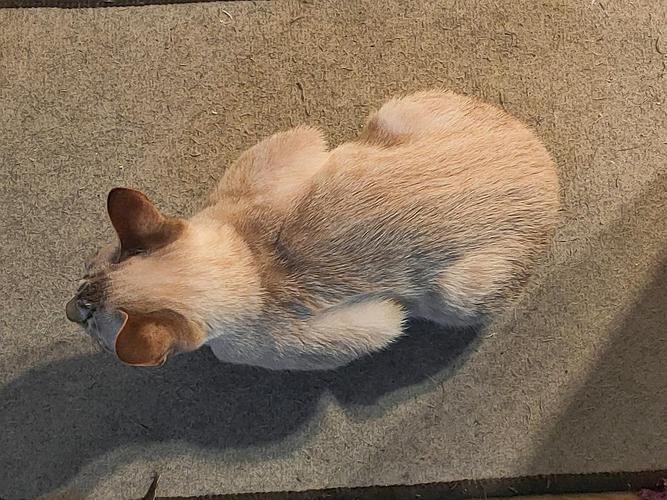 The cat's "hen squatting" behavior actually has these meanings - iNEWS