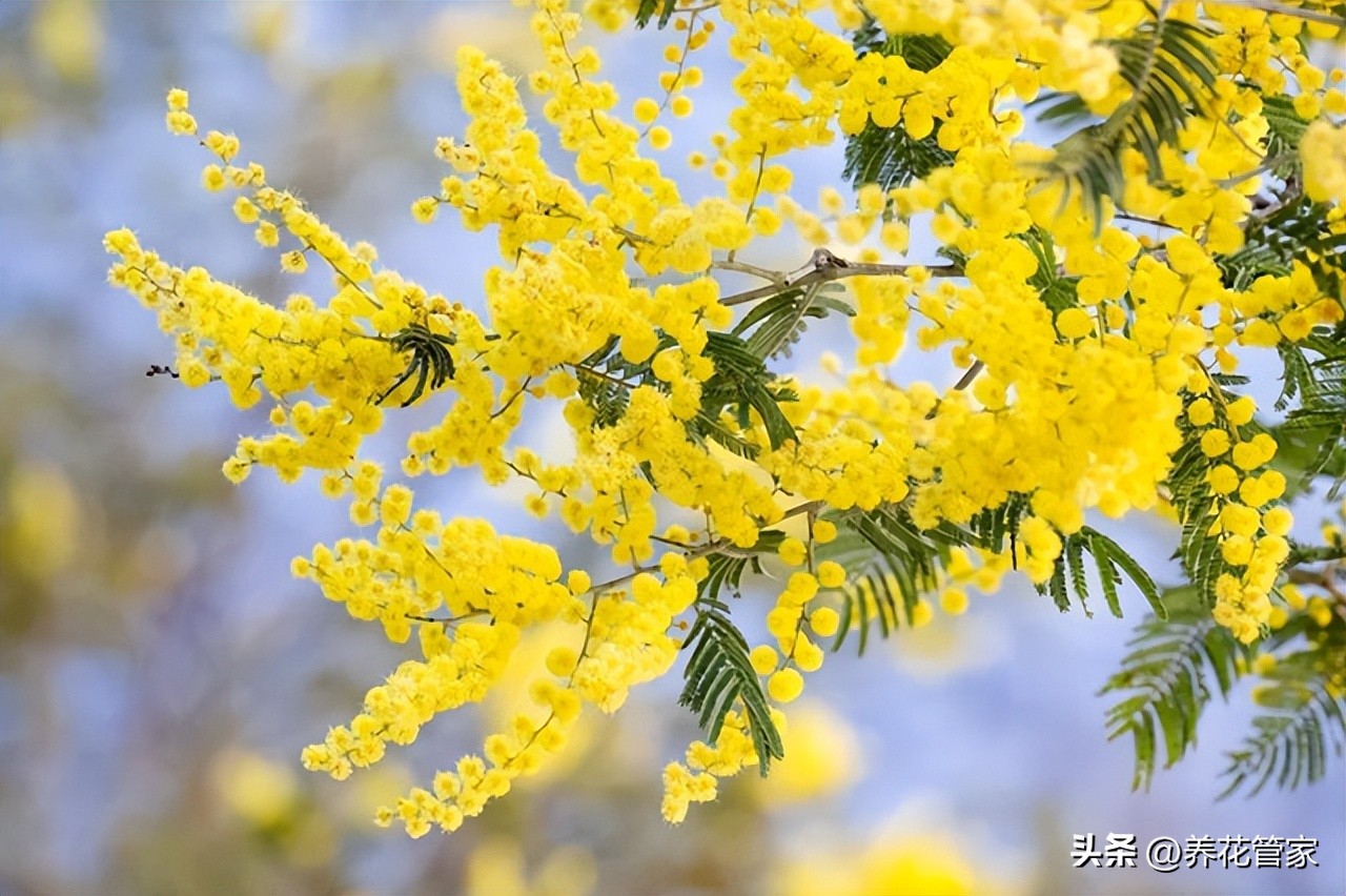 Golden "Acacia": Acacia, which blooms like golden pom-poms - iNEWS