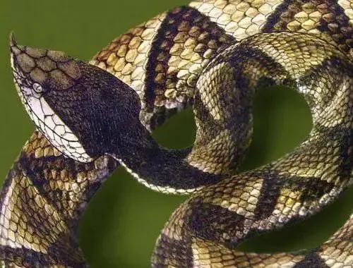Bitten by a five-step snake, the man was almost amputated by using fire ...