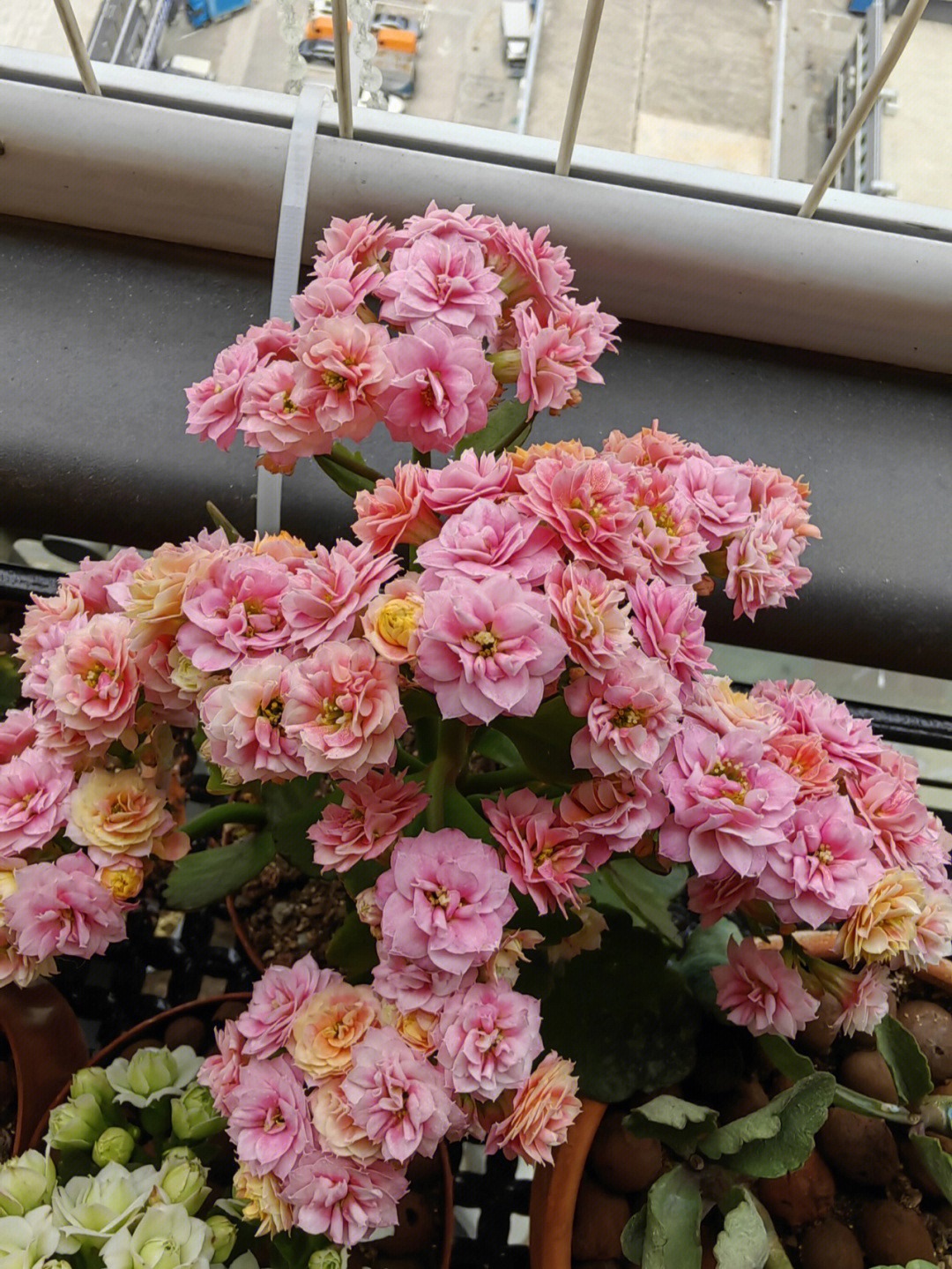 To grow longevity flowers in January, you only need to "use one trick ...