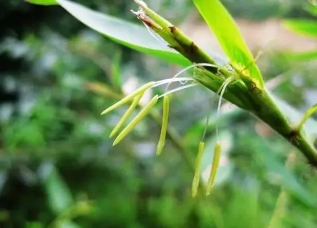 Why does bamboo bloom? - iMedia