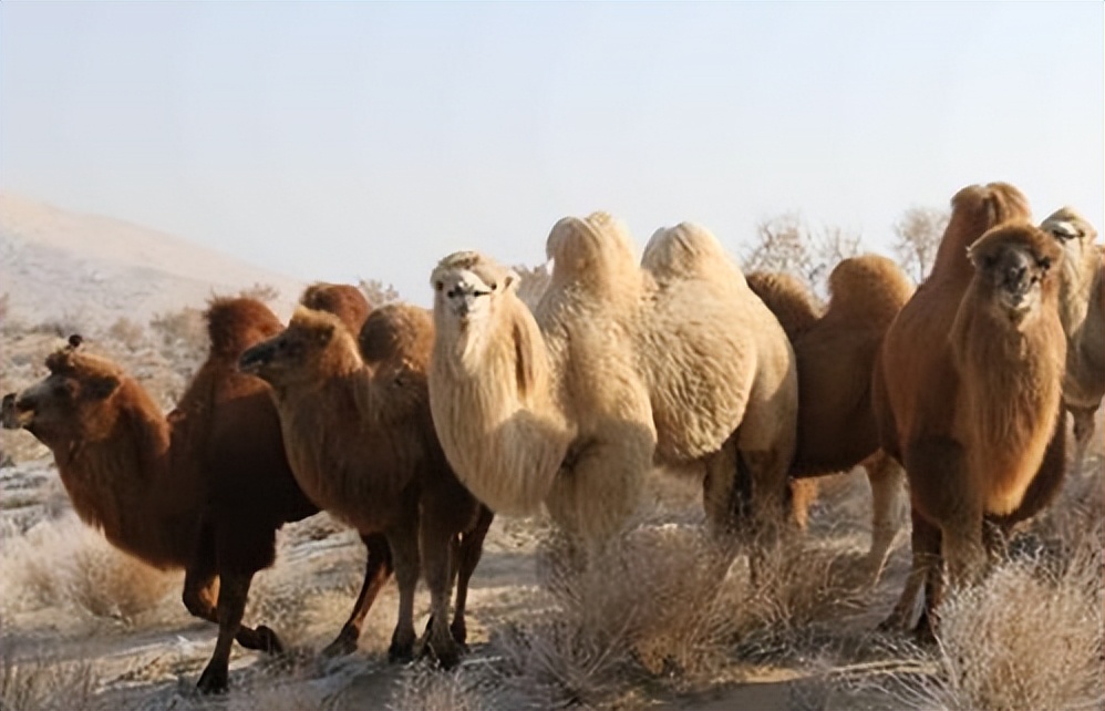 The wild male camel and the domestic female camel want to have an ...