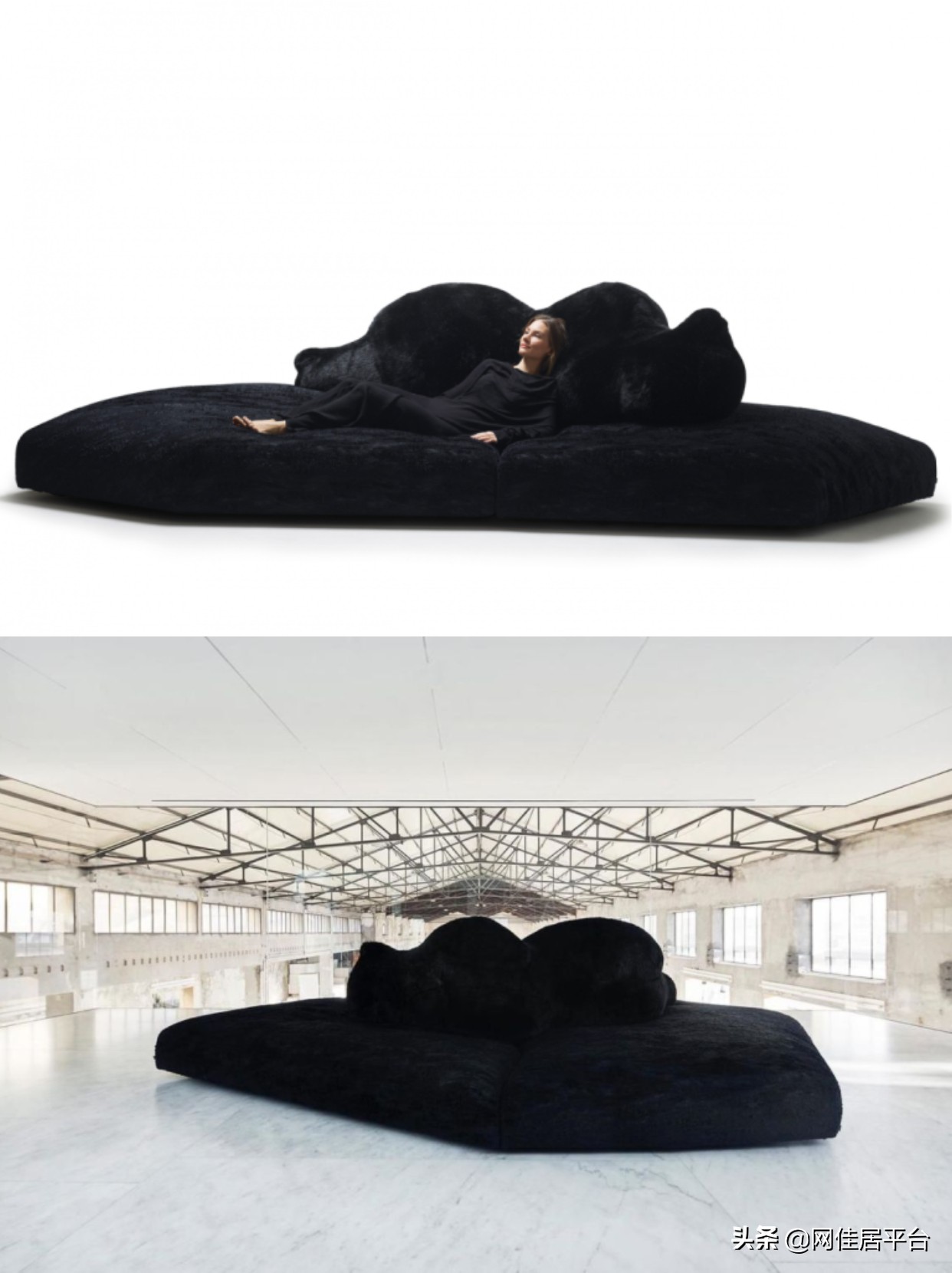 Have you ever seen a fluffy polar bear lying on a sofa? - iNEWS