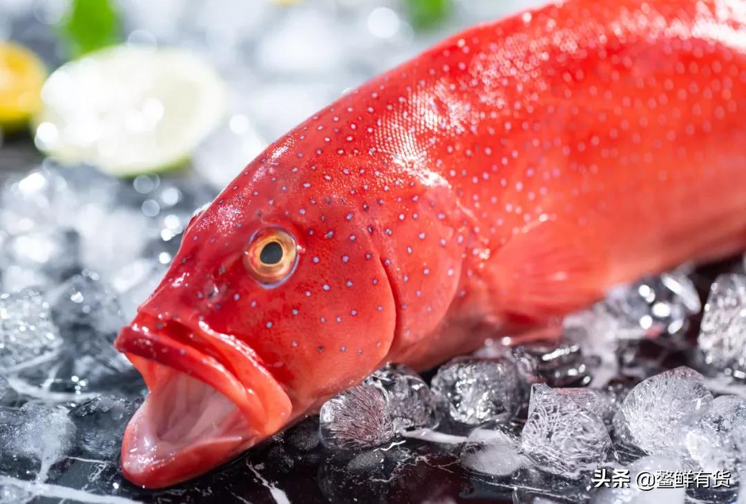 High-value marine fish, high-end fish that must be served at banquets ...