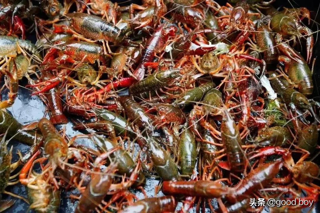 The Chinese people's favorite crayfish was banned in Japan?What is the ...