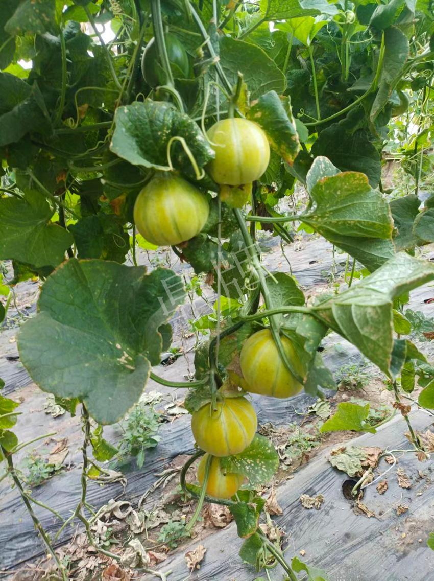 This melon does not split even when it is fully ripe, and it sells for ...