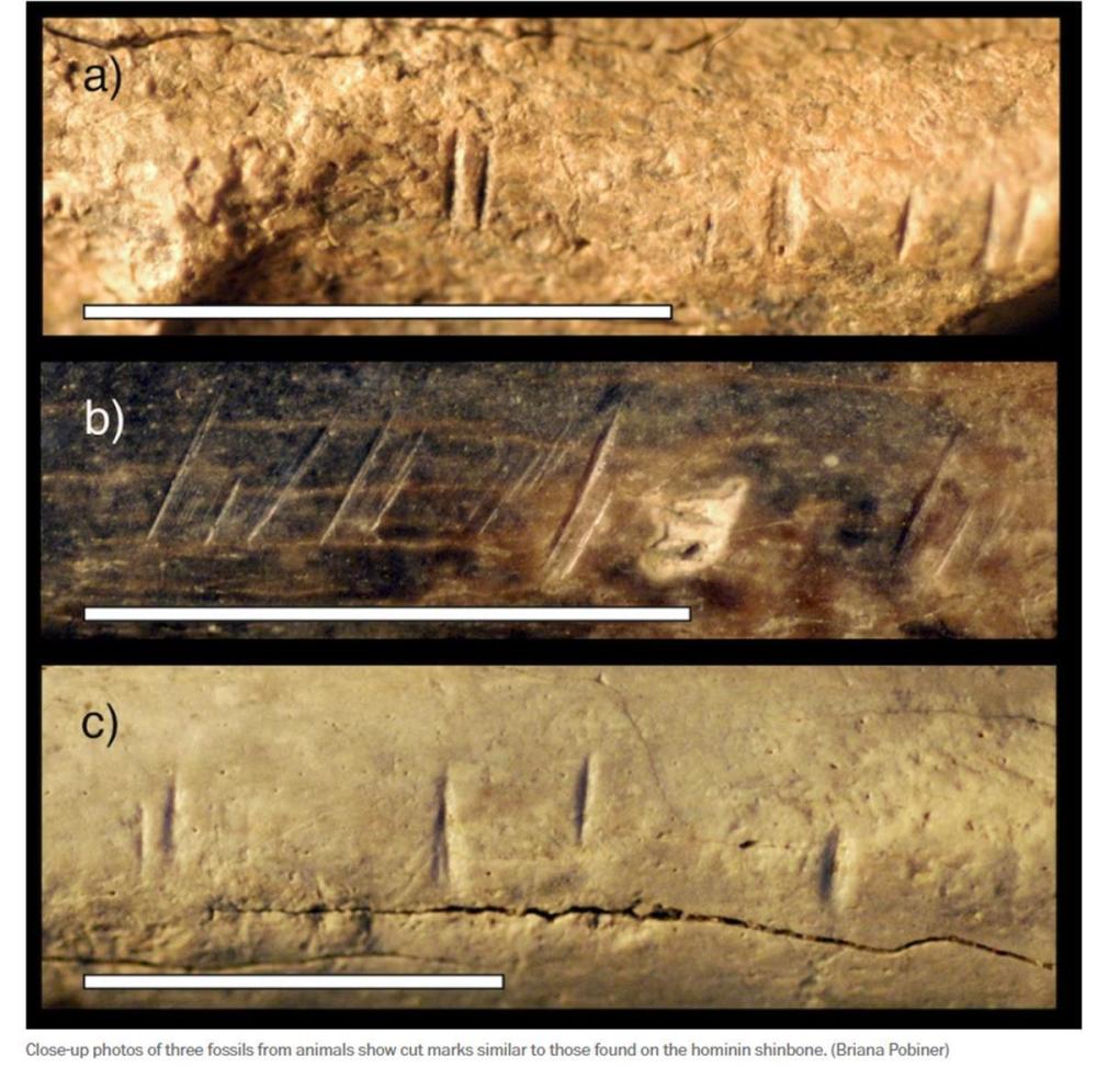 1.45 million years ago, humans actually ate their own species ...