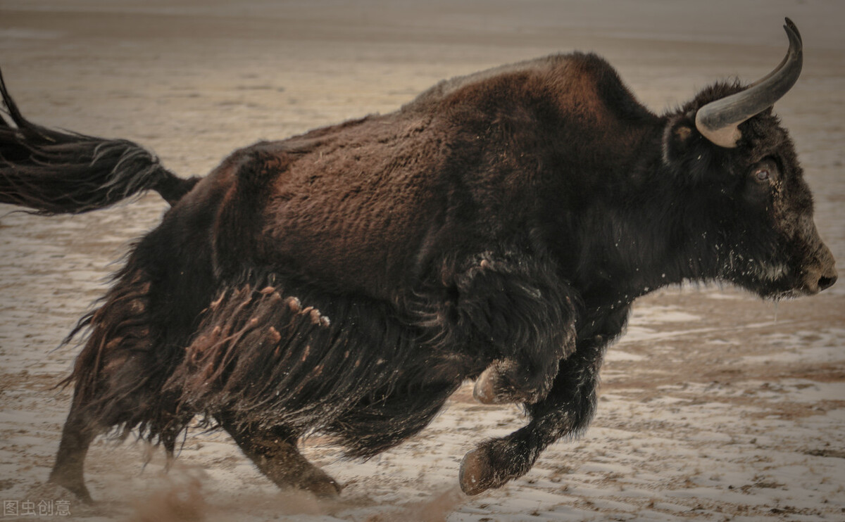 Friends who like to hike, please remember: do not provoke the wild yak ...
