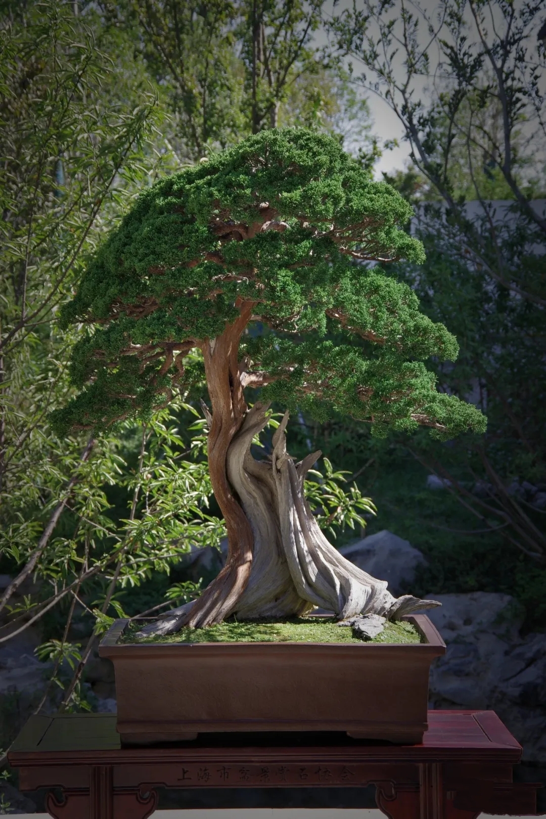A glimpse of the world-famous bonsai garden - Shen Garden - iNEWS