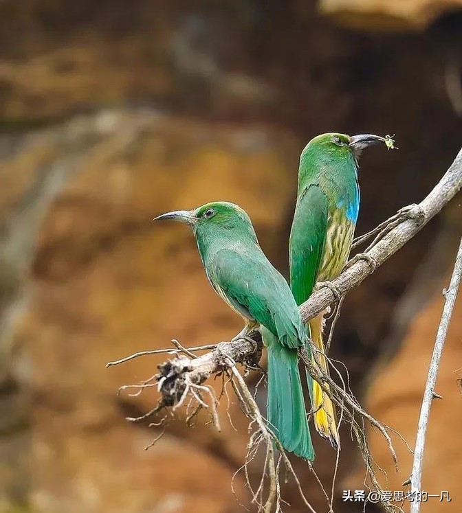Natural Beauty: Blue-Bearded Bee-Eater - iNEWS