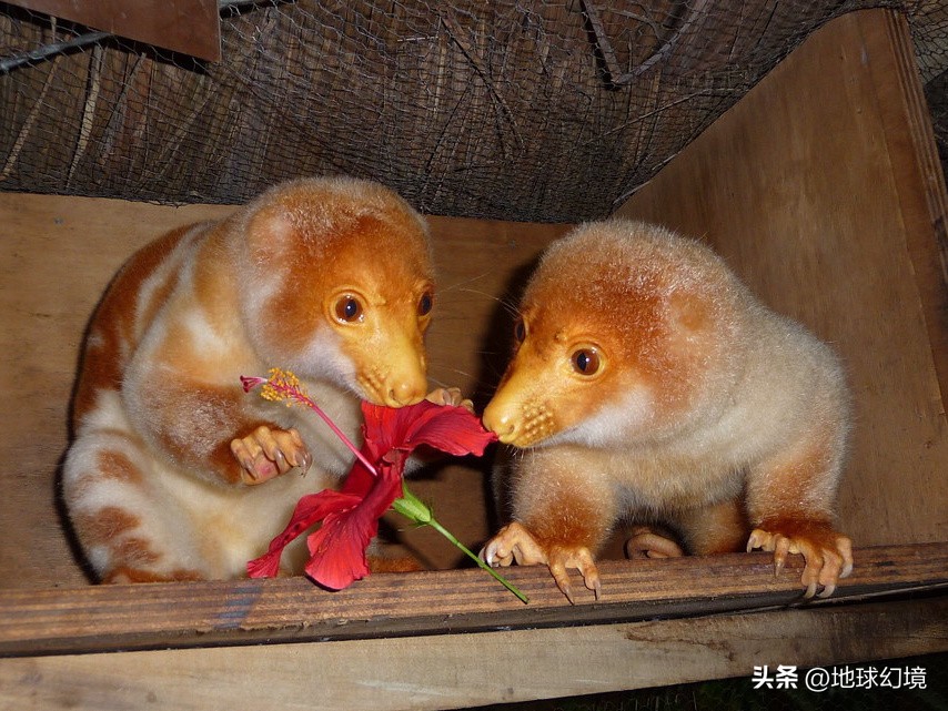 26 photos of cruel creatures: the left-behind calves were killed by ...