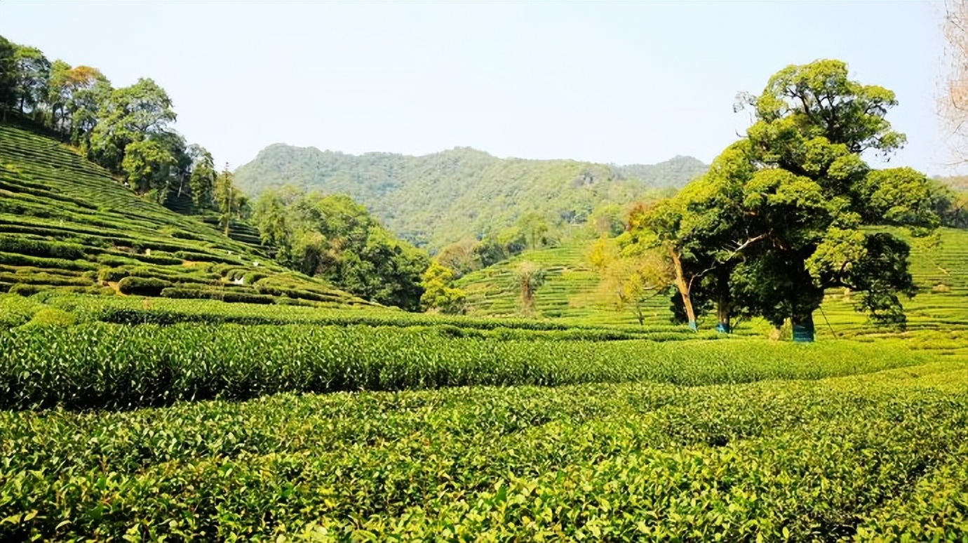 The unique Meijiawu (Hangzhou) - iNEWS