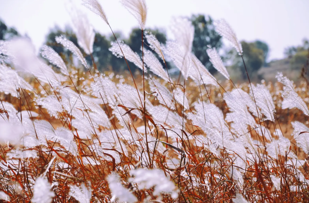 Reeds dance and learn Yanghua, poems about reeds, appreciate the beauty ...