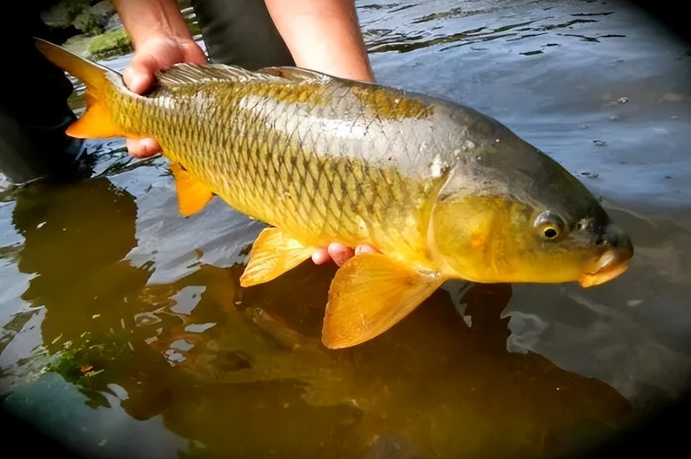 The Yellow River is turbid and muddy, but the Yellow River carp are big ...