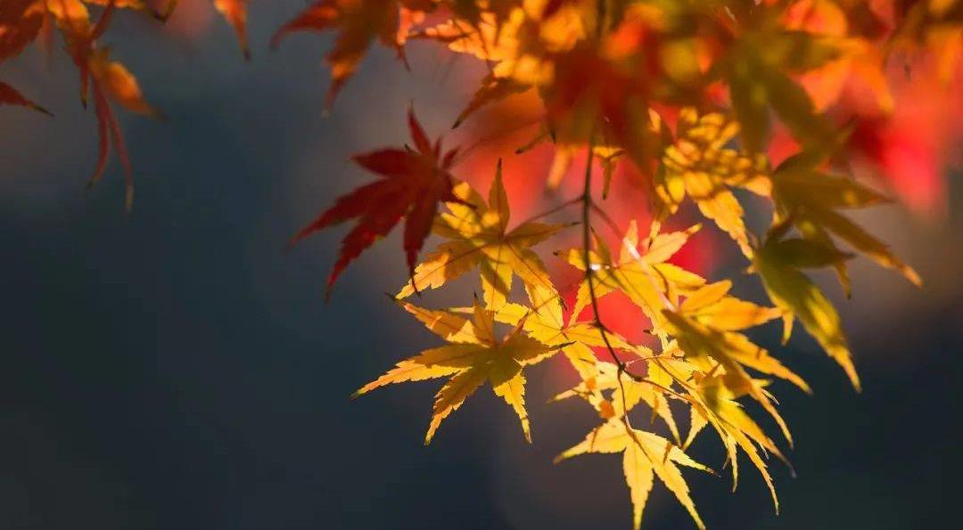 Autumn night poems, one thought of the autumn wind blowing, one thought ...