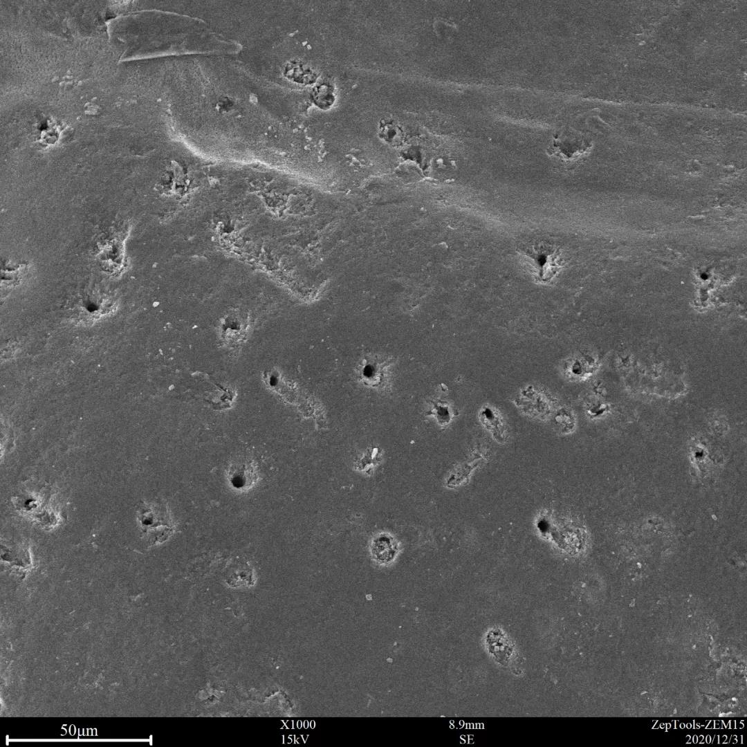 ZEM15 Desktop Scanning Electron Microscope Takes You to See the World ...