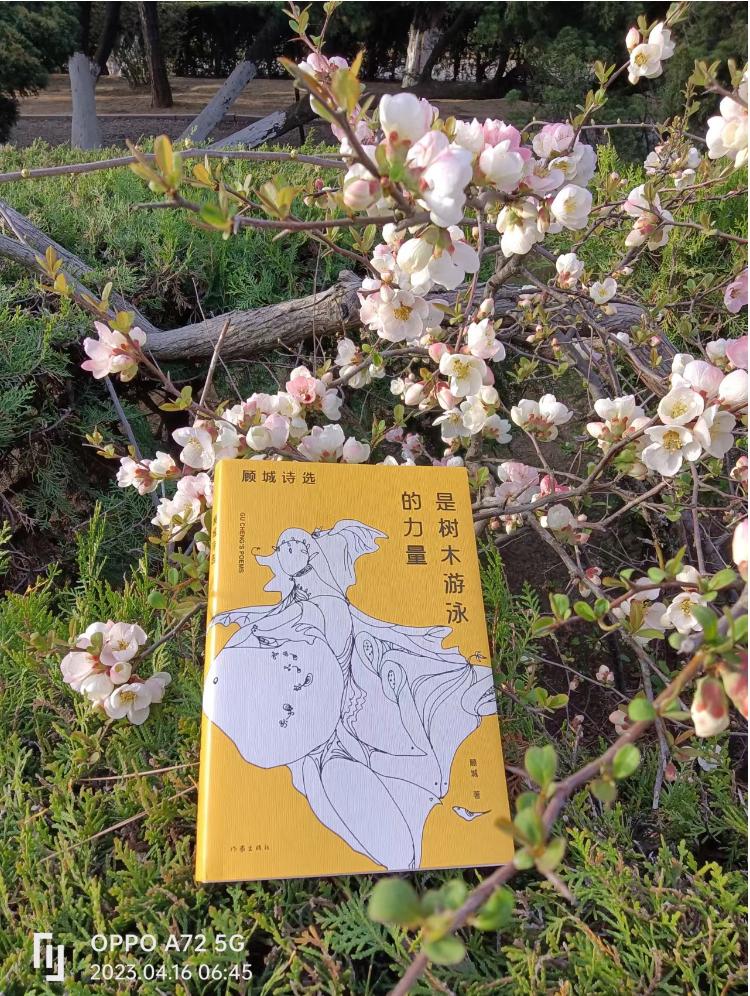 Gu Cheng: Flowers bloom like fire, but also like loneliness - iNEWS