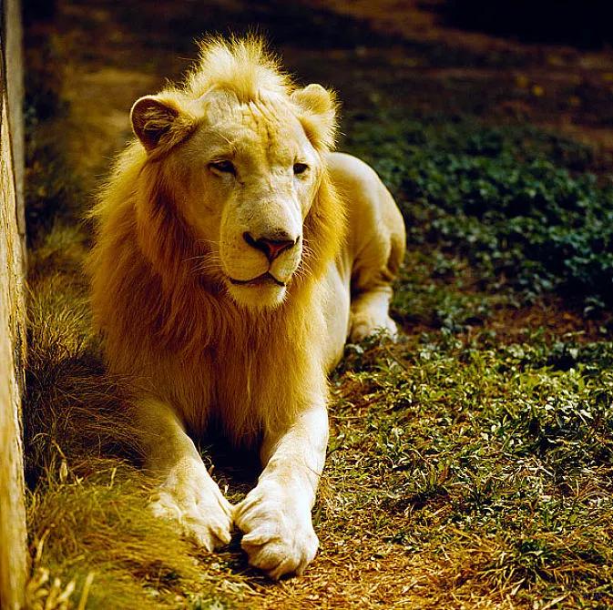 Animals that symbolize the country, embody the national culture ...