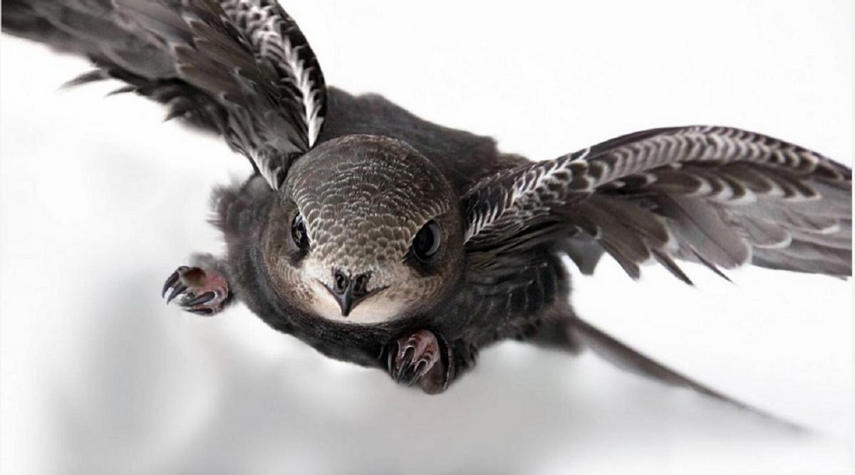 Swifts that fly and sleep are almost dead when they land. How do they ...