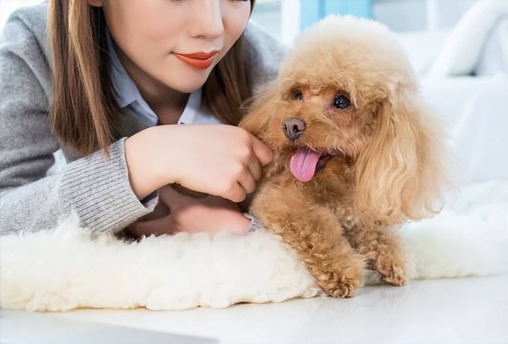 Not everyone can touch Teddy's 5 places, unless he trusts you very much ...
