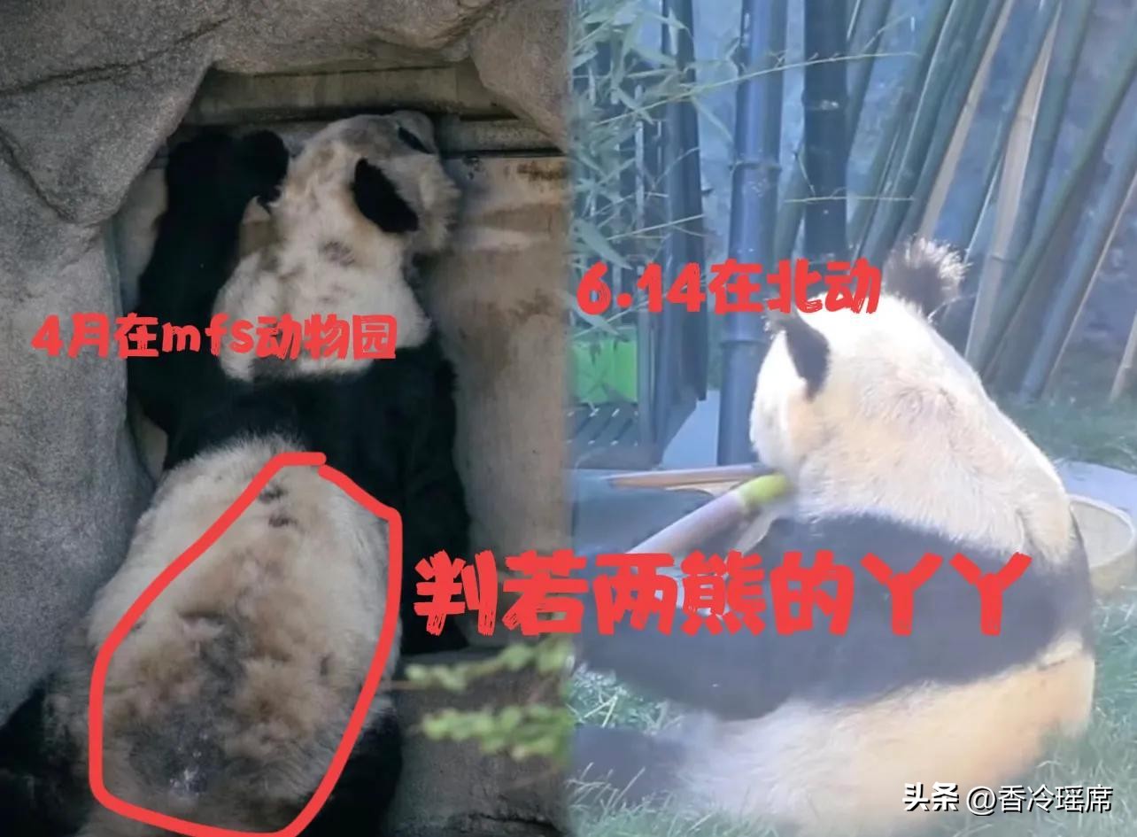 Beidong updates Yaya's latest video, Li Dali is so fat that she becomes ...