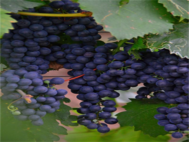 During the flowering and fruit setting period of grape seedlings, do ...