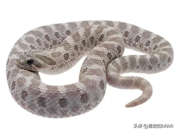 Why are pig-nosed snakes so popular?Have you ever raised a snake like ...