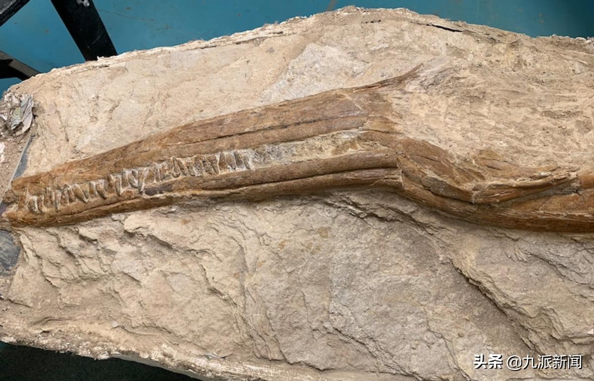 Paleontologists discovered giant ichthyosaur bones more than 100 ...