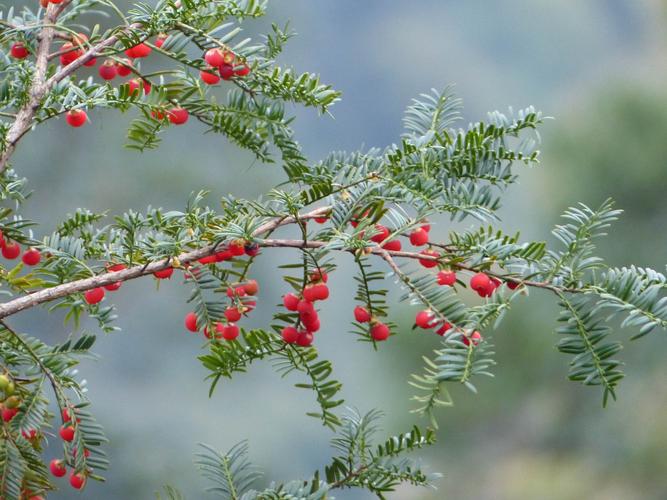 The reaction of yew saplings under different light conditions, and the ...