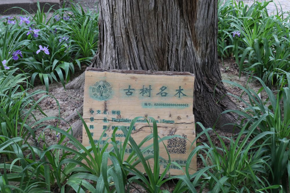 The "Secrets of Youth" of the Thousand-Year-Old Tree - iNEWS