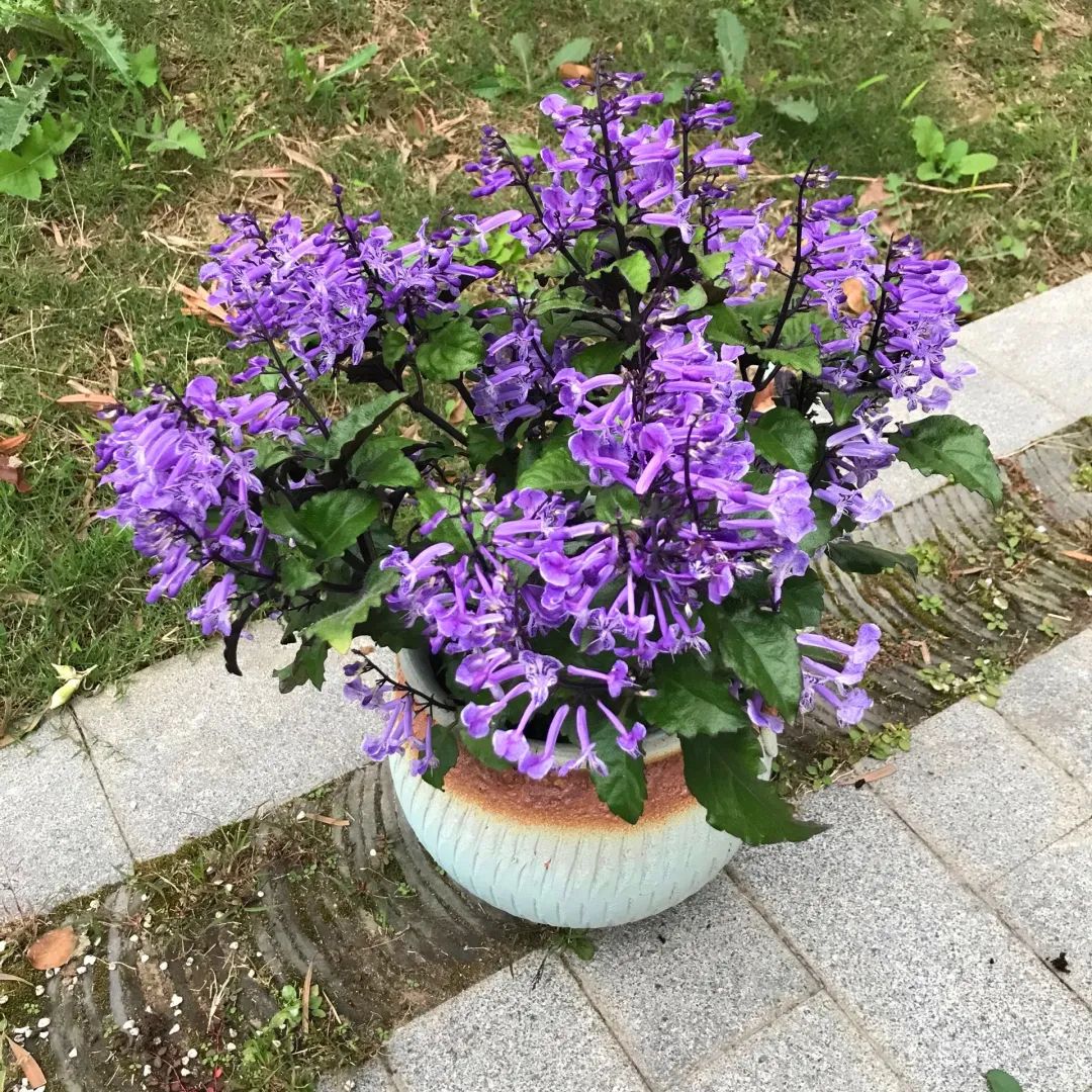 4 small but high-value potted plants, the price is not expensive, the ...