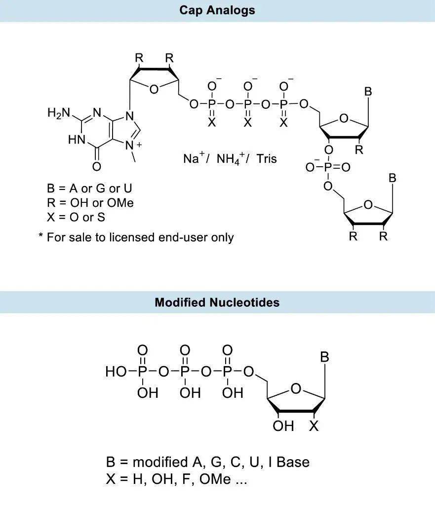 Self-developed mRNA one-step co-transcription cap analog - iNEWS