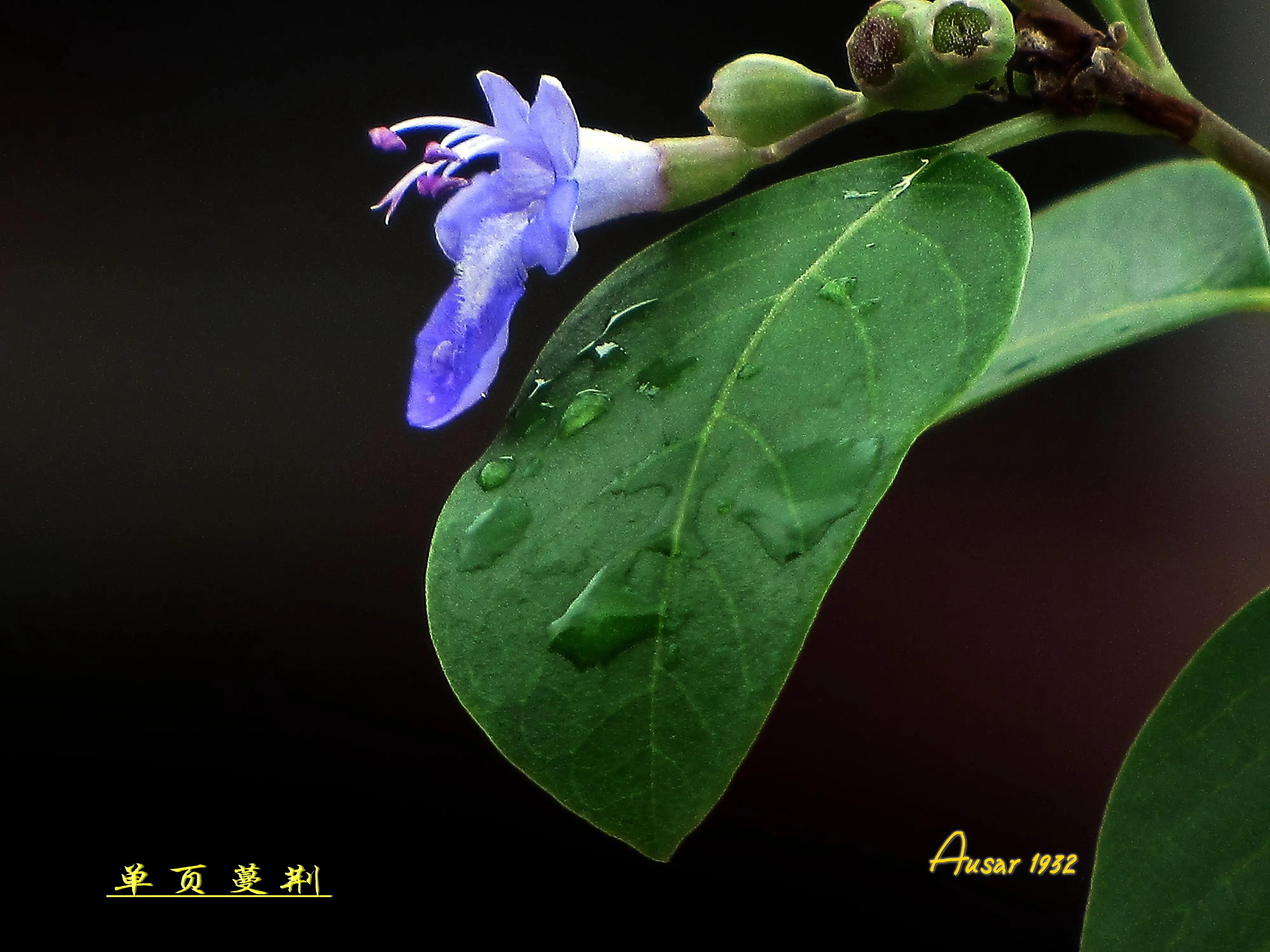 Remember to meet Huahua in Guangzhou (4). - iNEWS