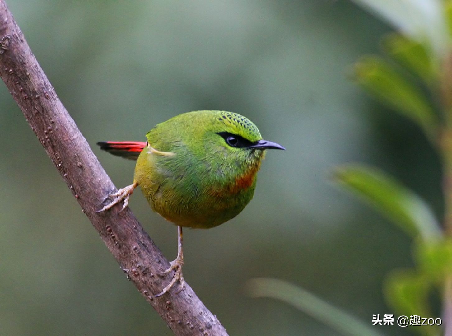 Top 10 Green Feathered Birds In The World - iNEWS