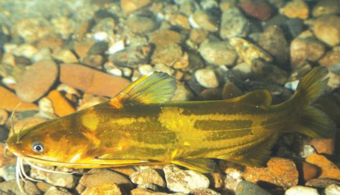 How many catties can the yellow catfish grow to? "Yellow River Gayu ...