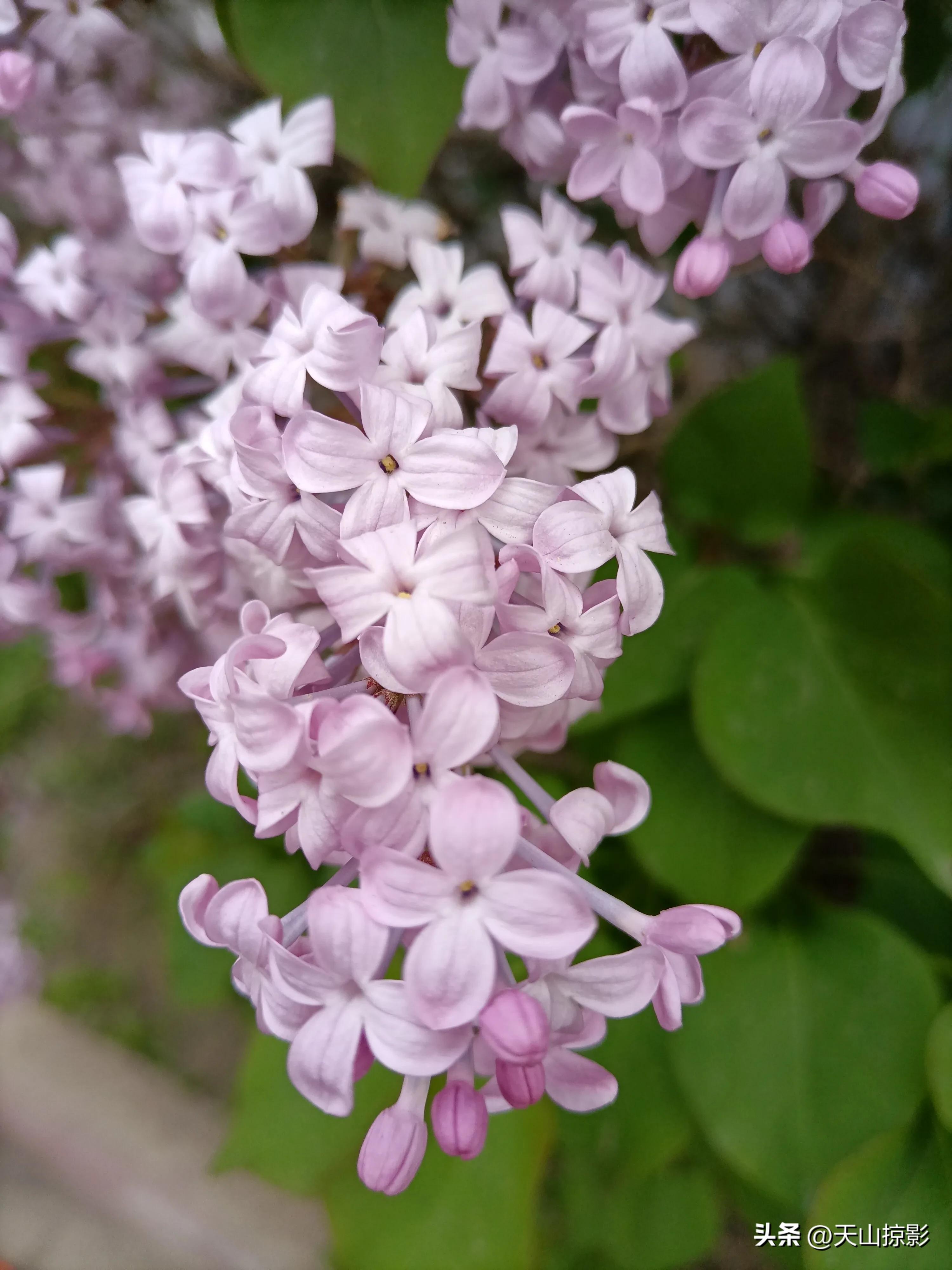 Lilacs are in full bloom in May - iNEWS