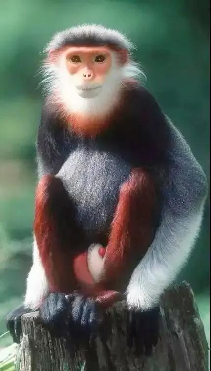 Share: Rare strange monkey, unseen, unheard of, unique, eye-opening - iNEWS