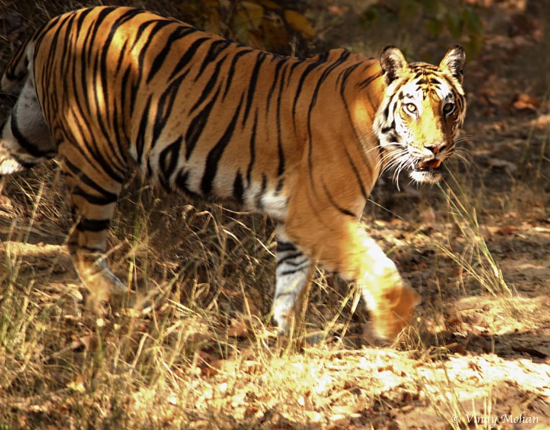 Indian story: The legendary life of the prince, one of the most ...