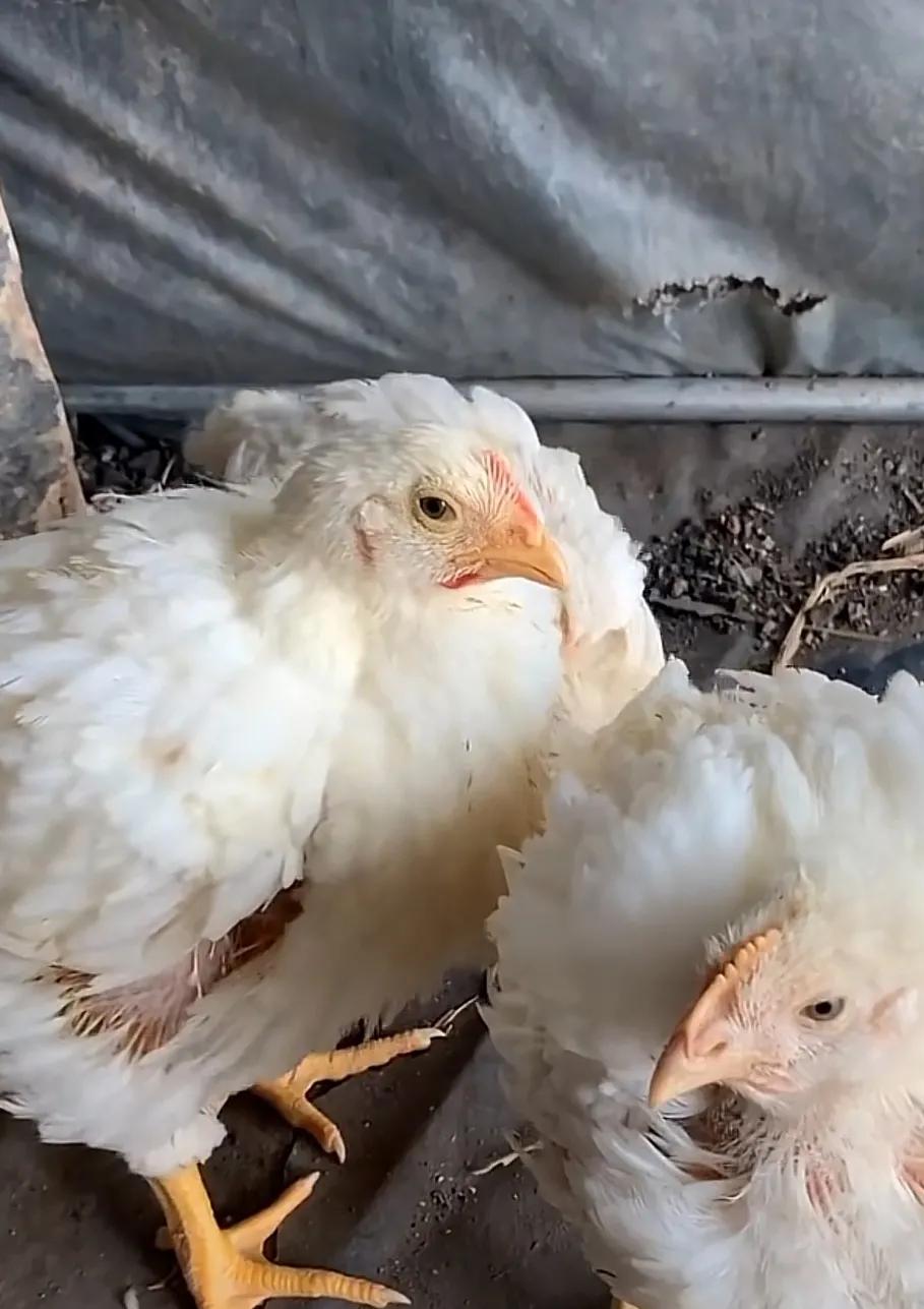 Why is chicken E. coli becoming more and more difficult to treat? - iNEWS