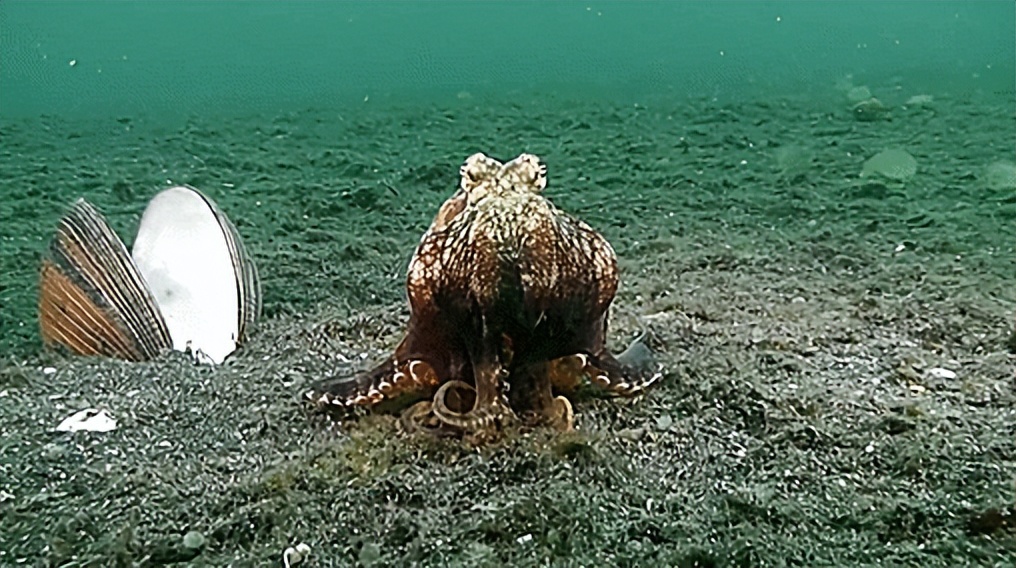 The nine brains of octopuses can edit genes, and their IQ is too high ...