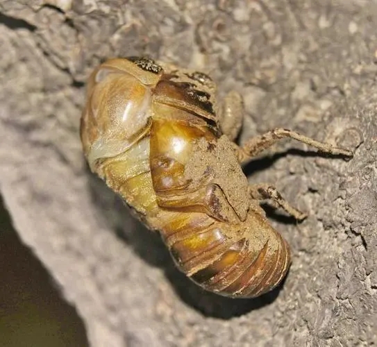 Catch the cicadas, catch the cicadas - the happy time of childhood ...