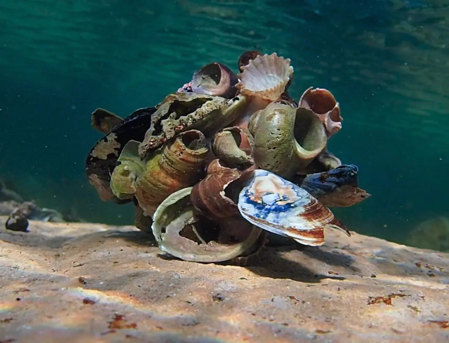 Documentary "Me and My Octopus Teacher": The Things About an Octopus ...